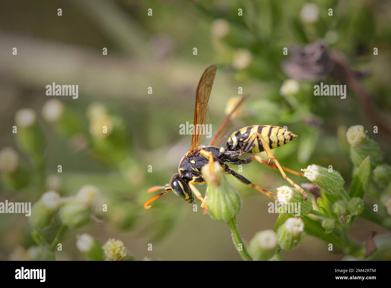 Portuguese flora and fauna hi-res stock photography and images - Alamy