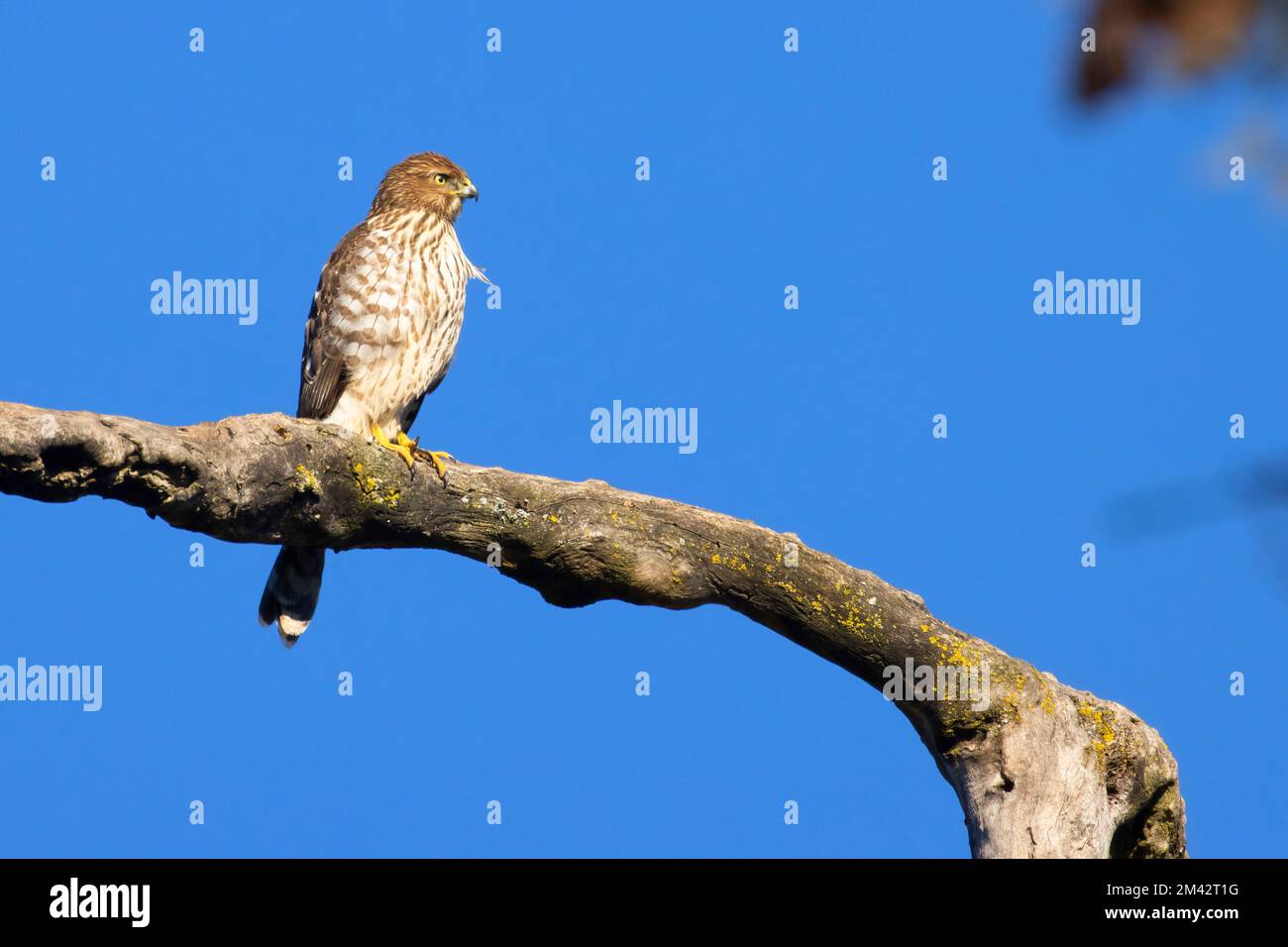 Cooper's hawk (Accipiter cooperii), William Finley National Wildlife ...
