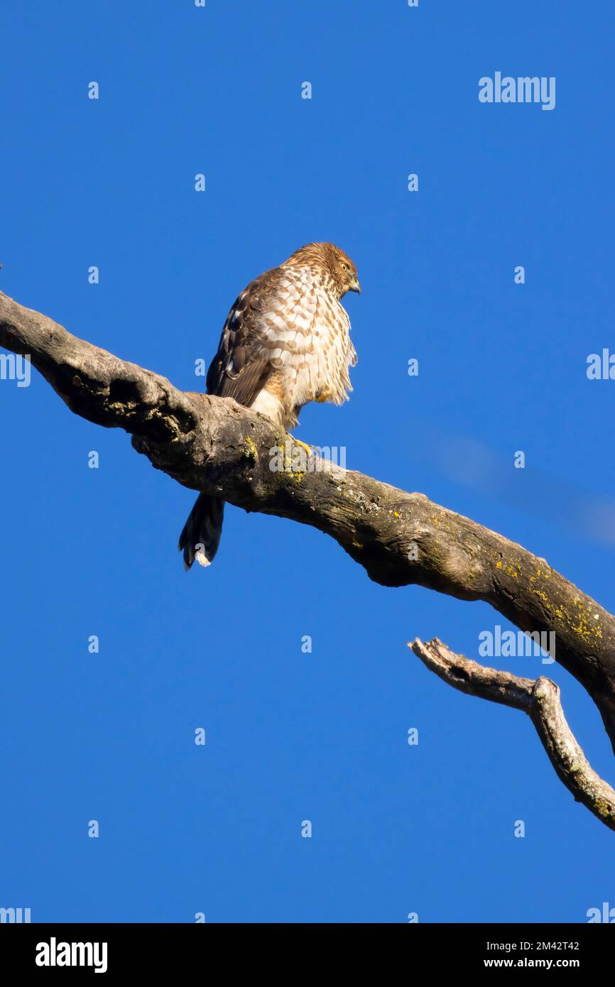 Cooper's hawk (Accipiter cooperii), William Finley National Wildlife ...