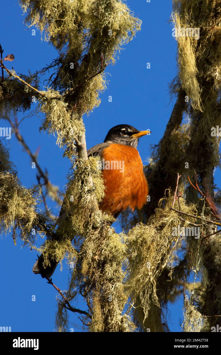 American robin (Turdus migratorius), William Finley National Wildlife ...