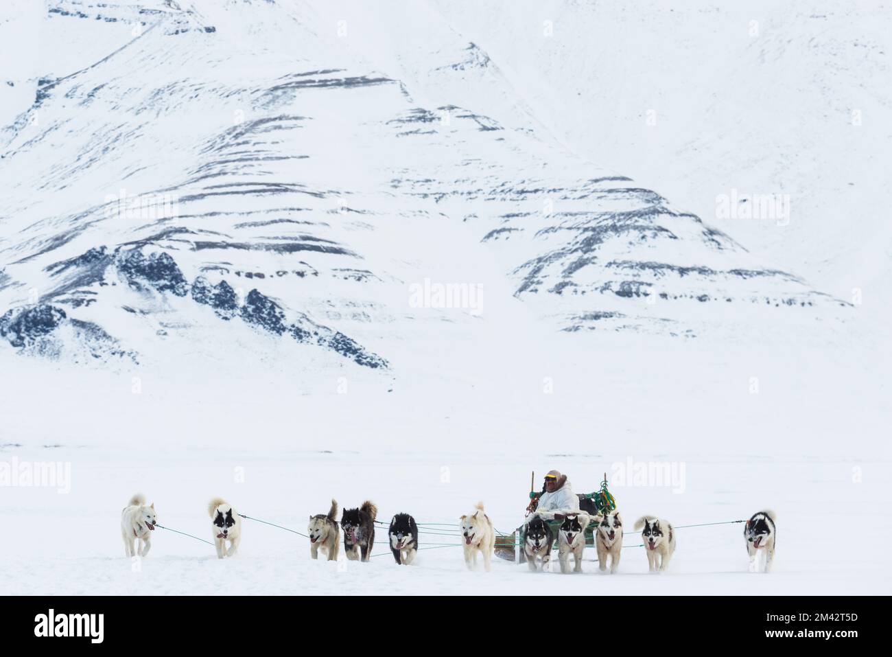 Musher dog hi-res stock photography and images - Alamy