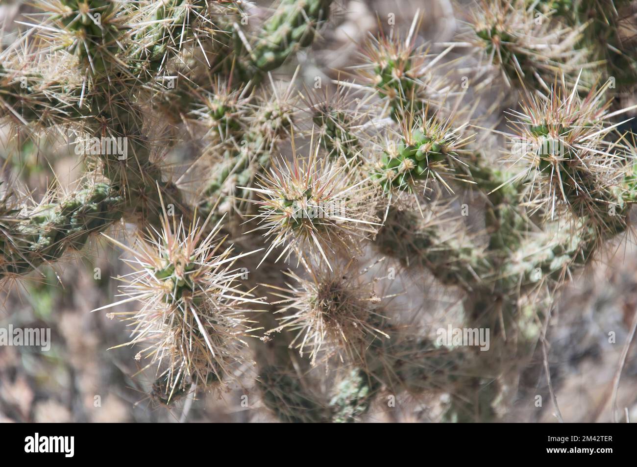 The thorny branched pencil cholla cactus, cylindropuntia ramosissima ...