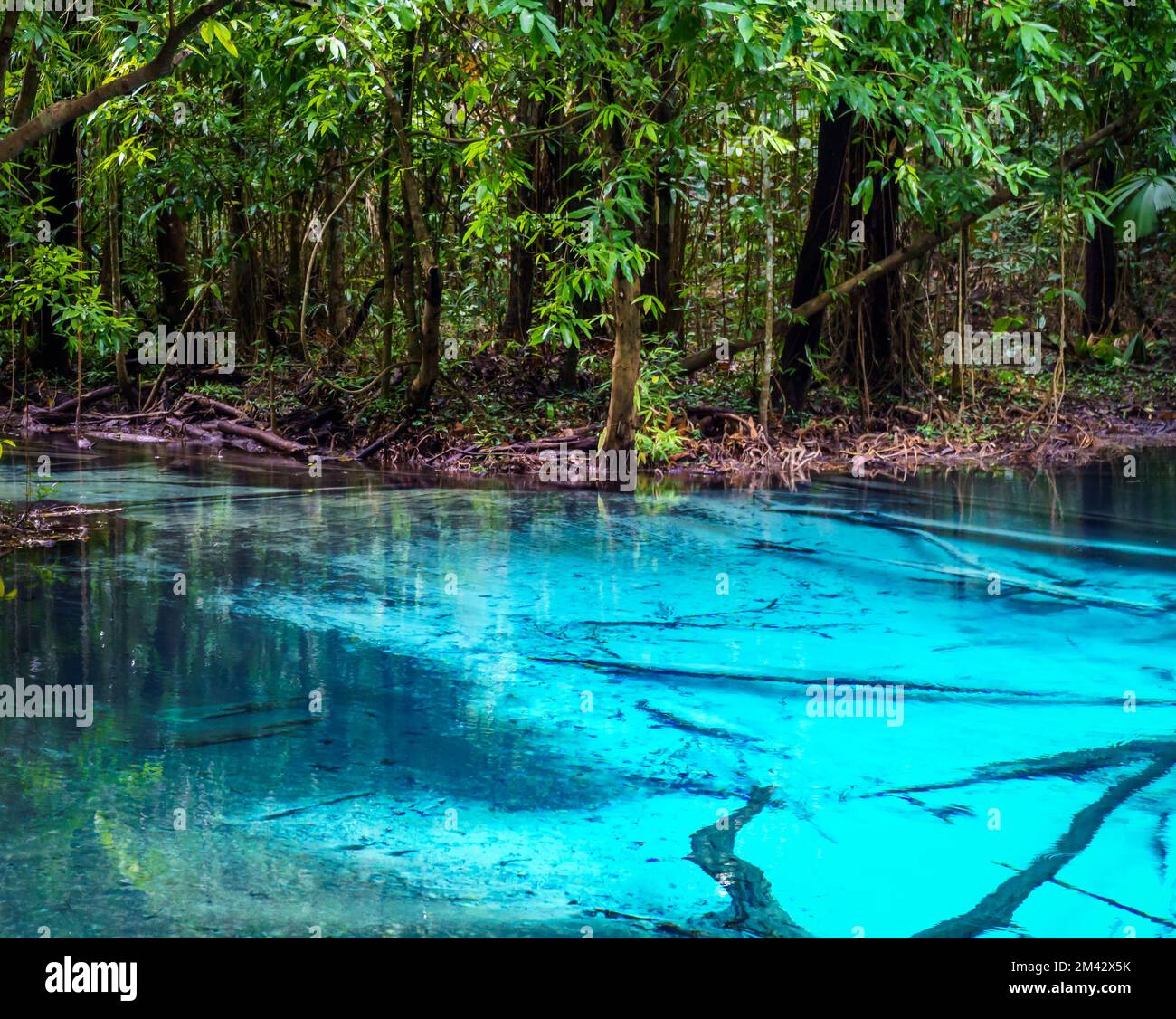 Krabi jungle hi-res stock photography and images - Alamy