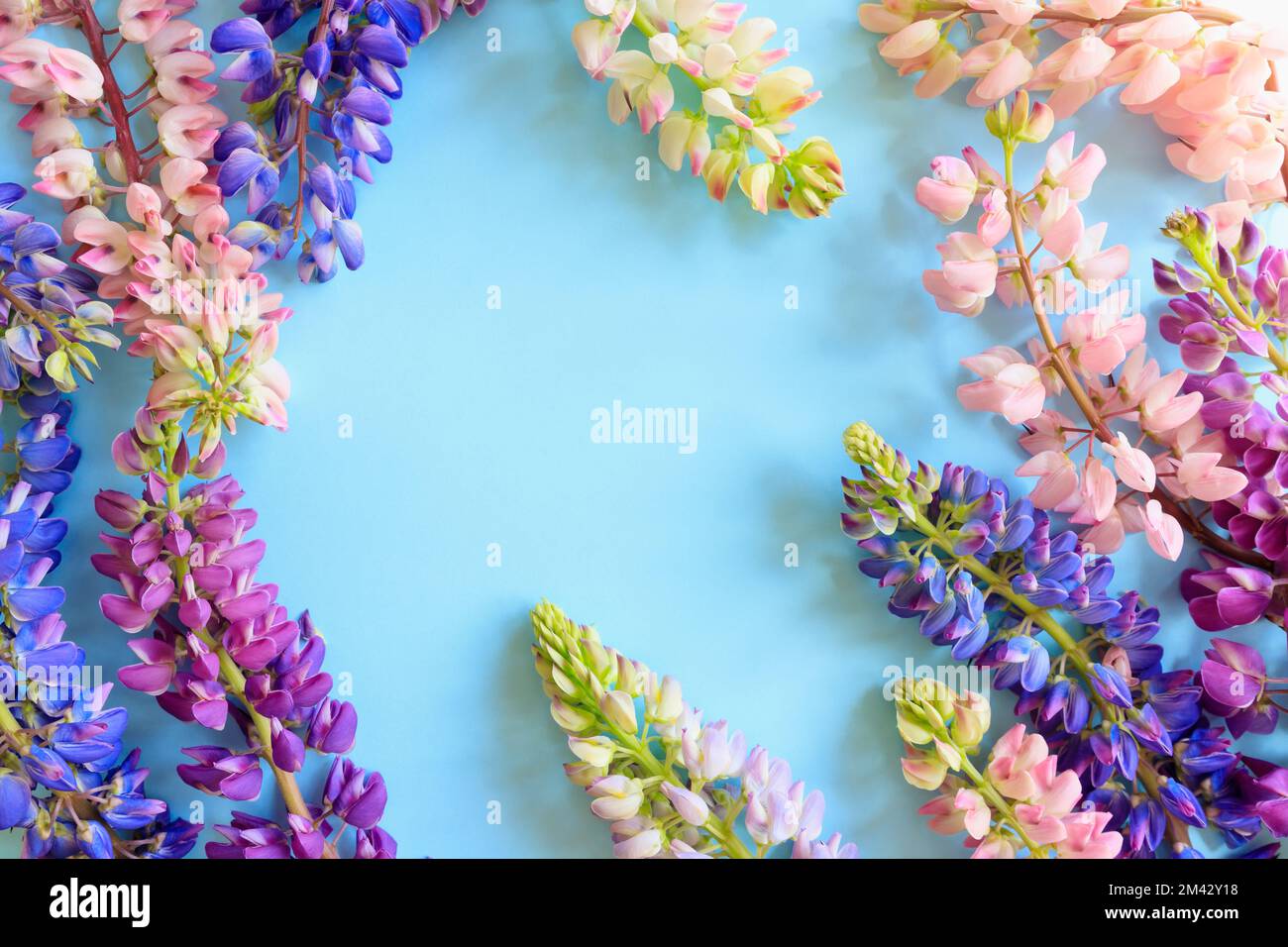 Blue and pink lupine flowers on blue background. Top view of flower ...