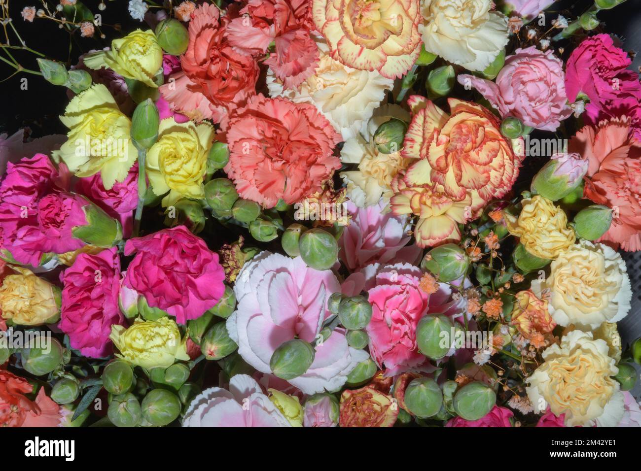 Natural carnation hi-res stock photography and images - Alamy