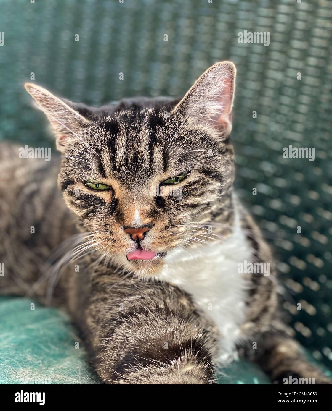 Tabby cat on green wicker chair and fur-covered cushion, green eyes ...