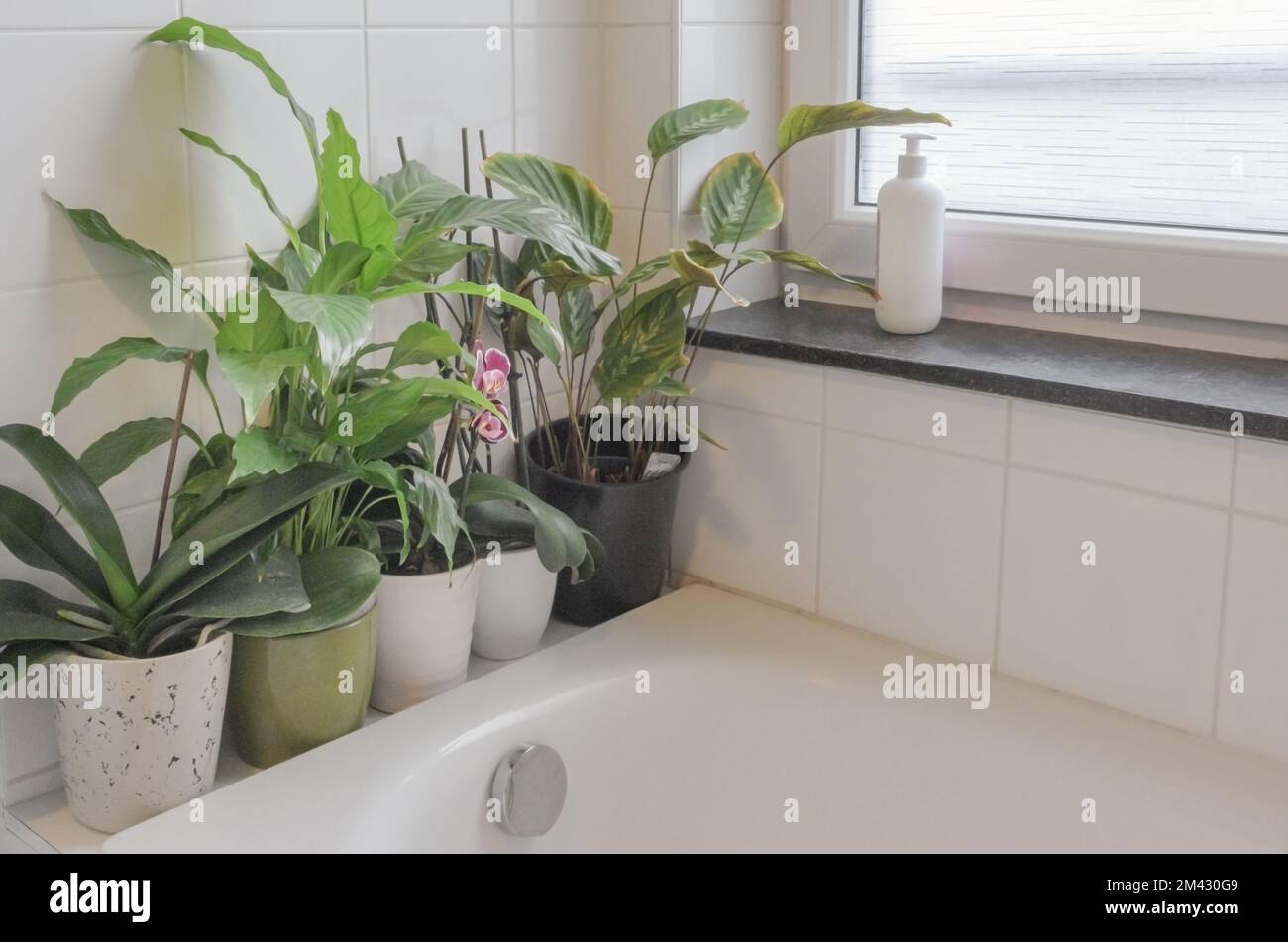 Houseplants need moisture. Placement of houseplants in the bathroom ...
