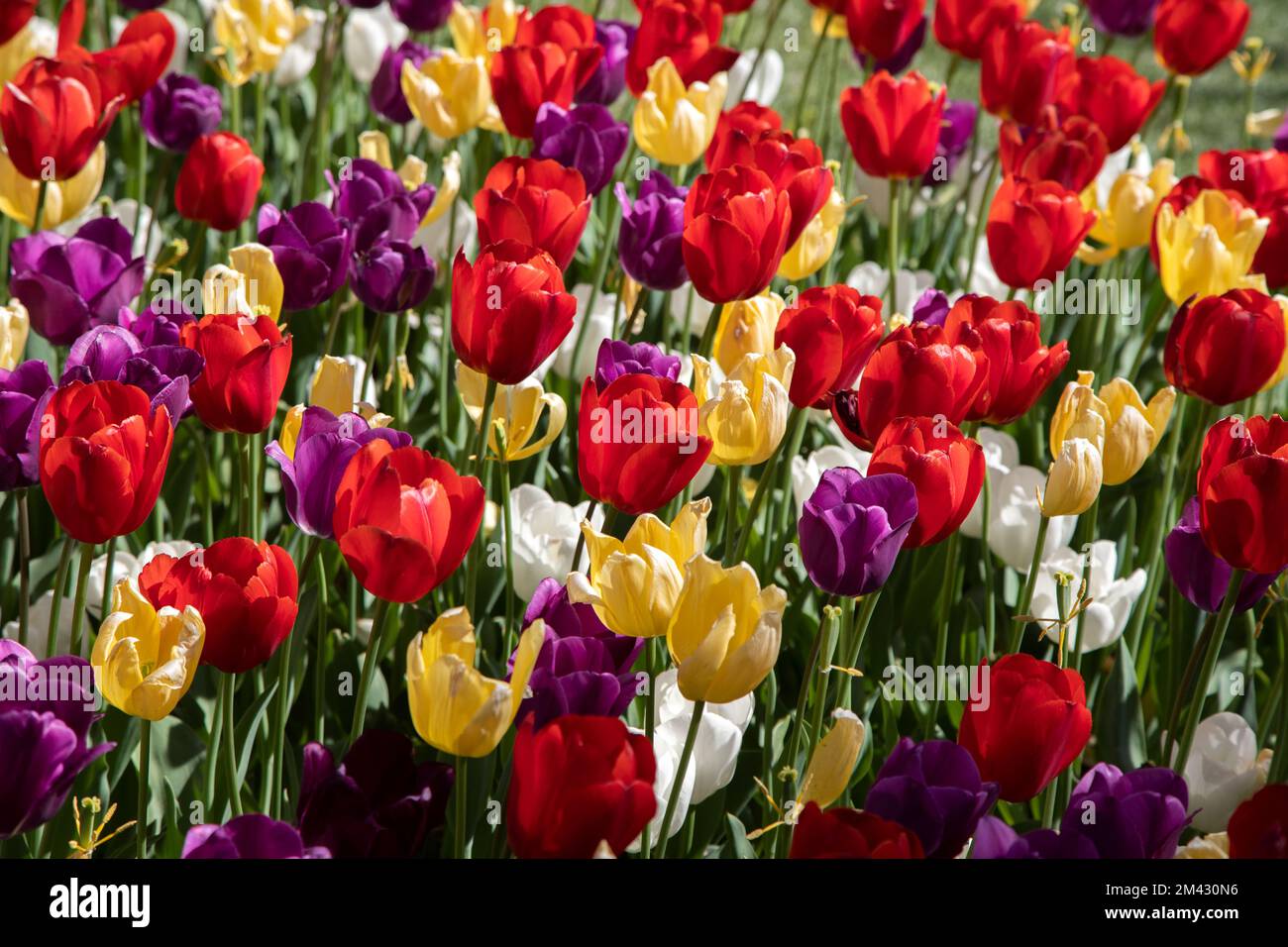 Tulip mix hi-res stock photography and images - Alamy