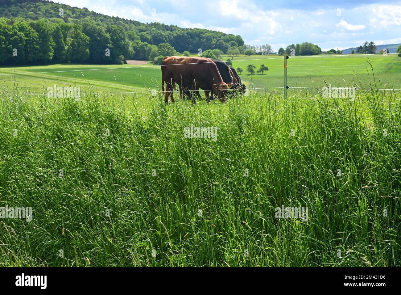 Black cow stands with herd on a green pasture, Grass in focus in front ...