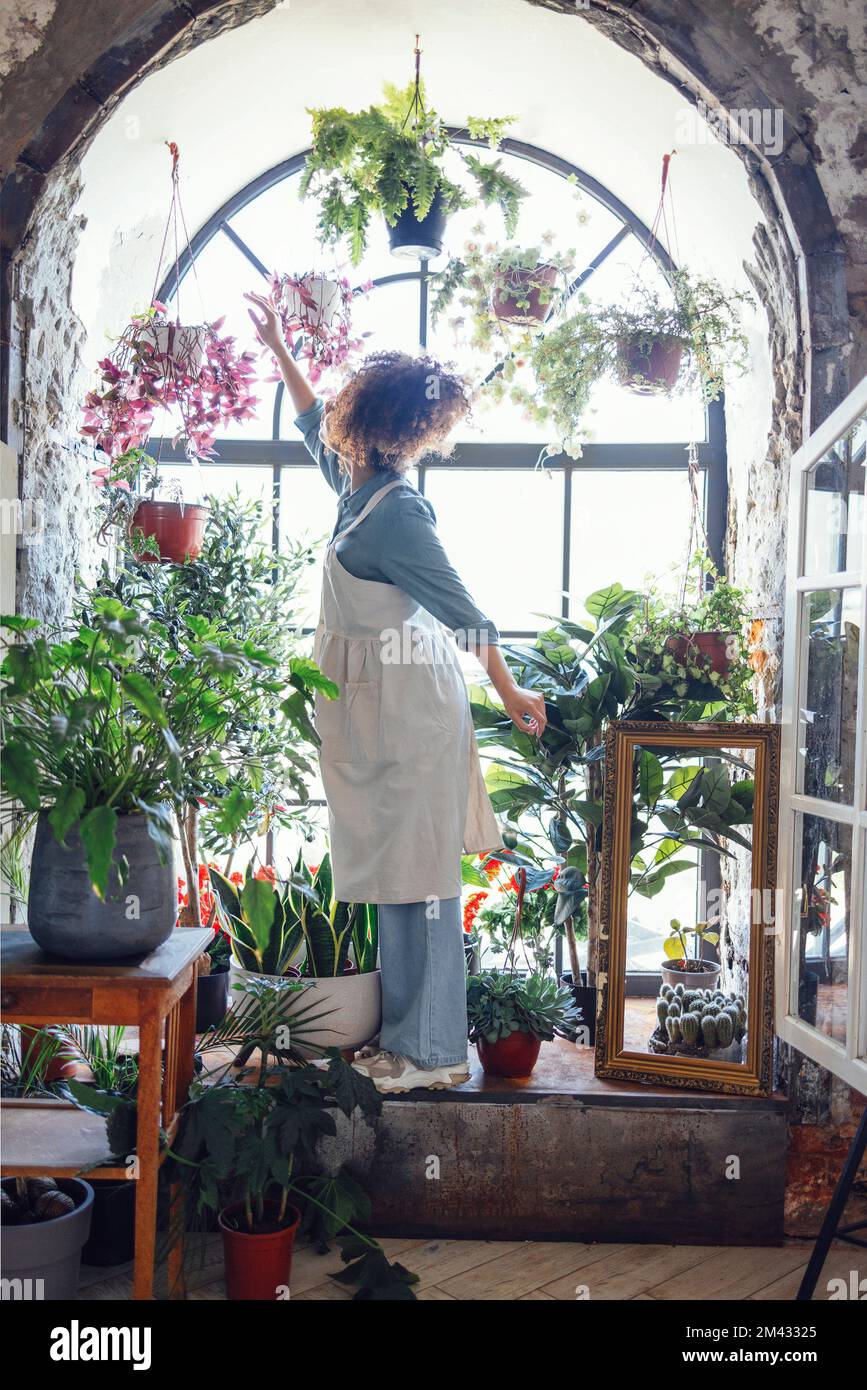 Happy plant lady. Young Afro American woman plant lover taking care of ...