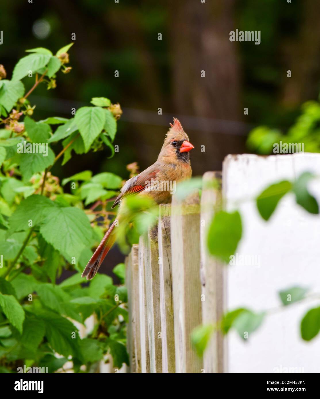 A closeup of a northern cardinal (Cardinalis cardinalis) on a fence ...