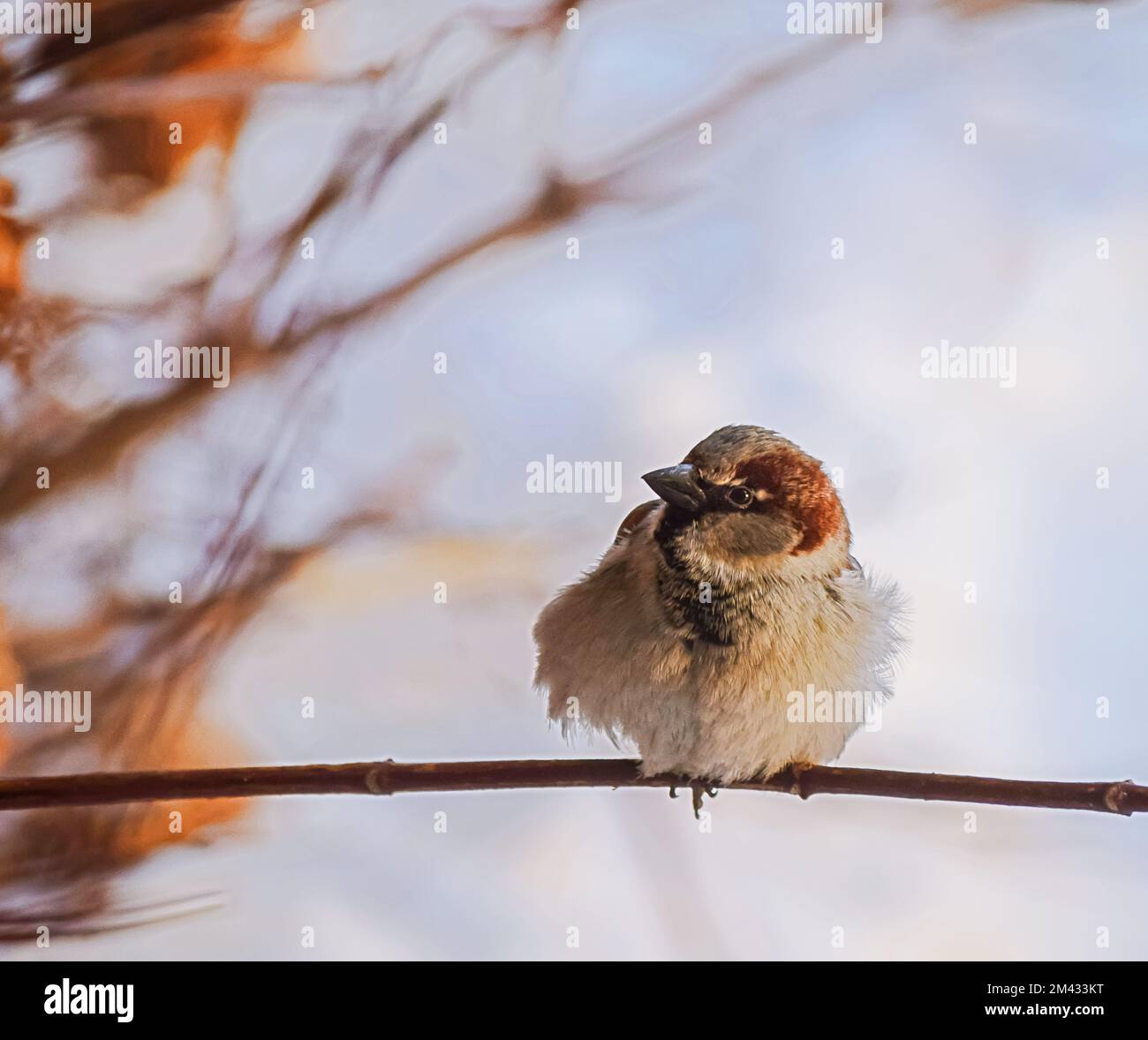 A closeup of a small sparrow on a branch Stock Photo - Alamy