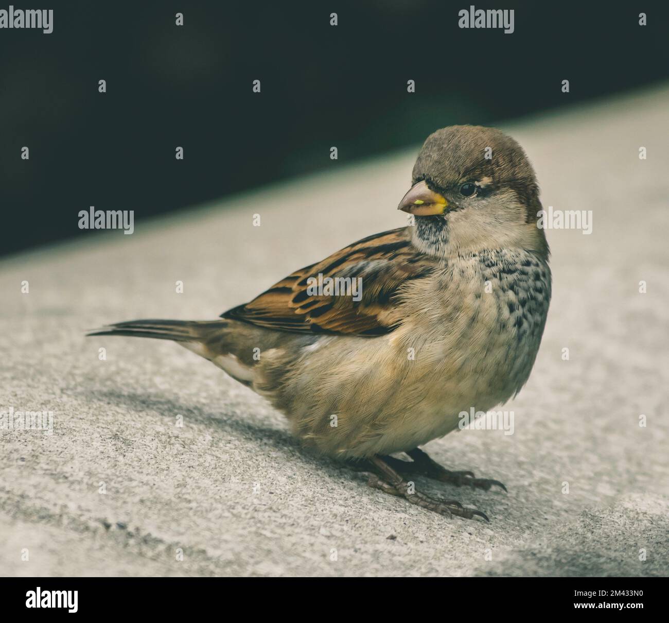 A closeup of a small sparrow on a branch Stock Photo - Alamy