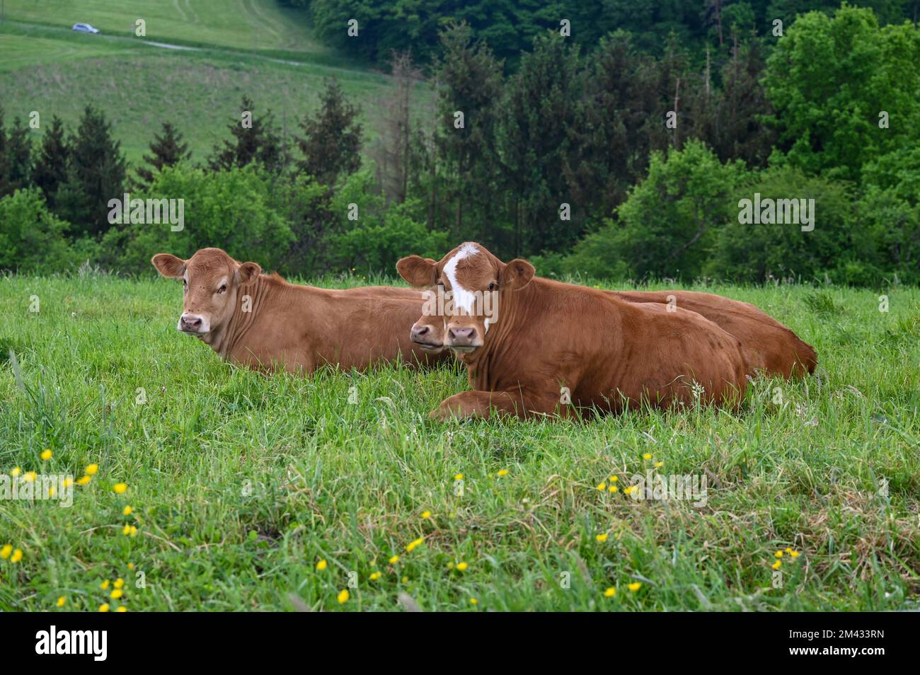 Comfortably sit hi-res stock photography and images - Alamy