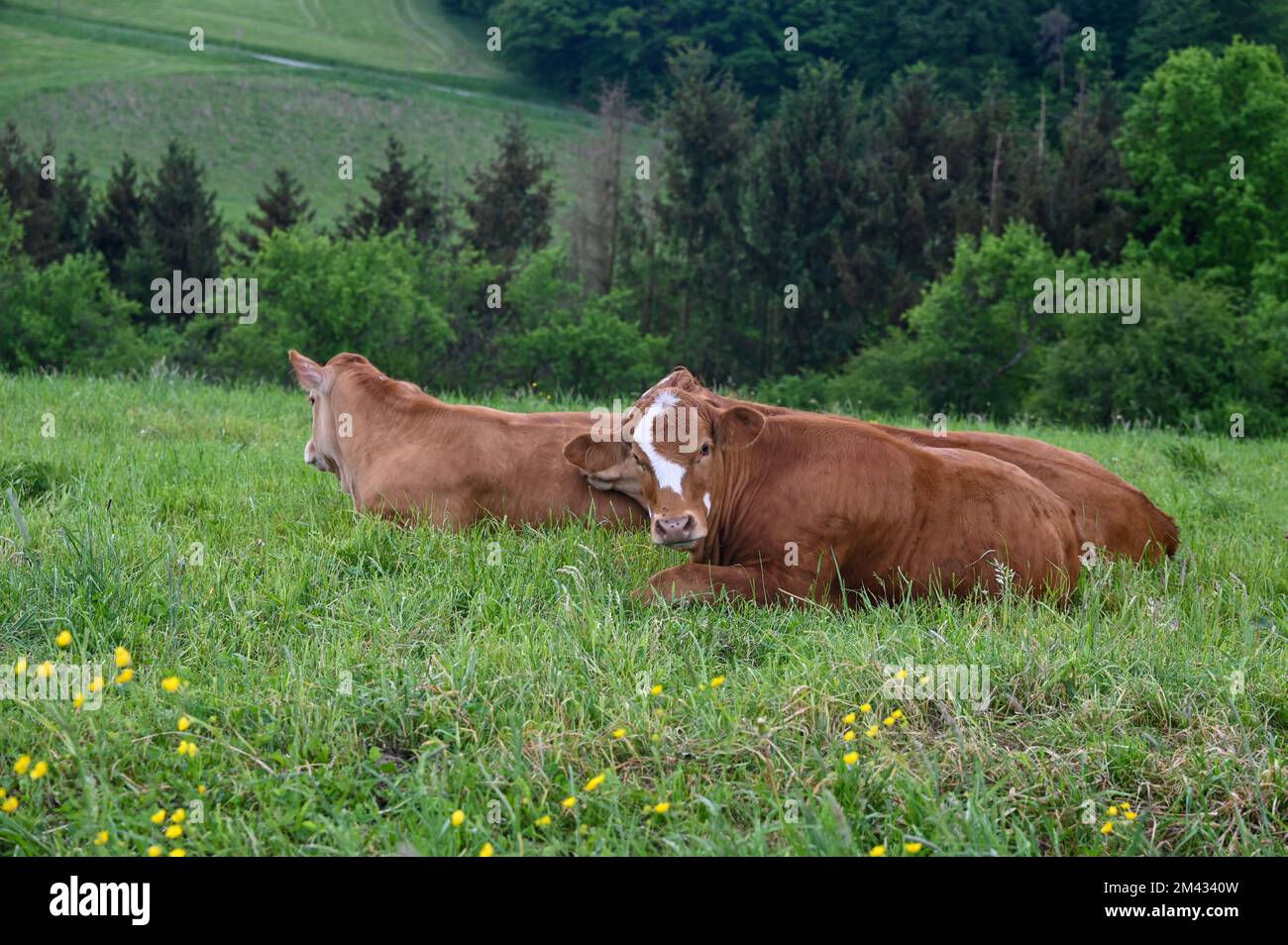 Comfortably sit hi-res stock photography and images - Alamy
