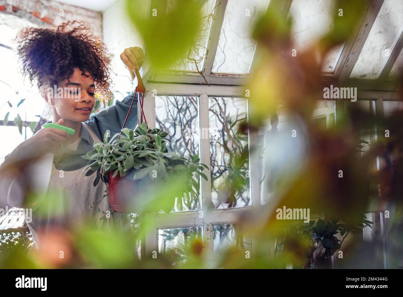Happy plant lady. Young Afro American woman plant lover taking care of ...