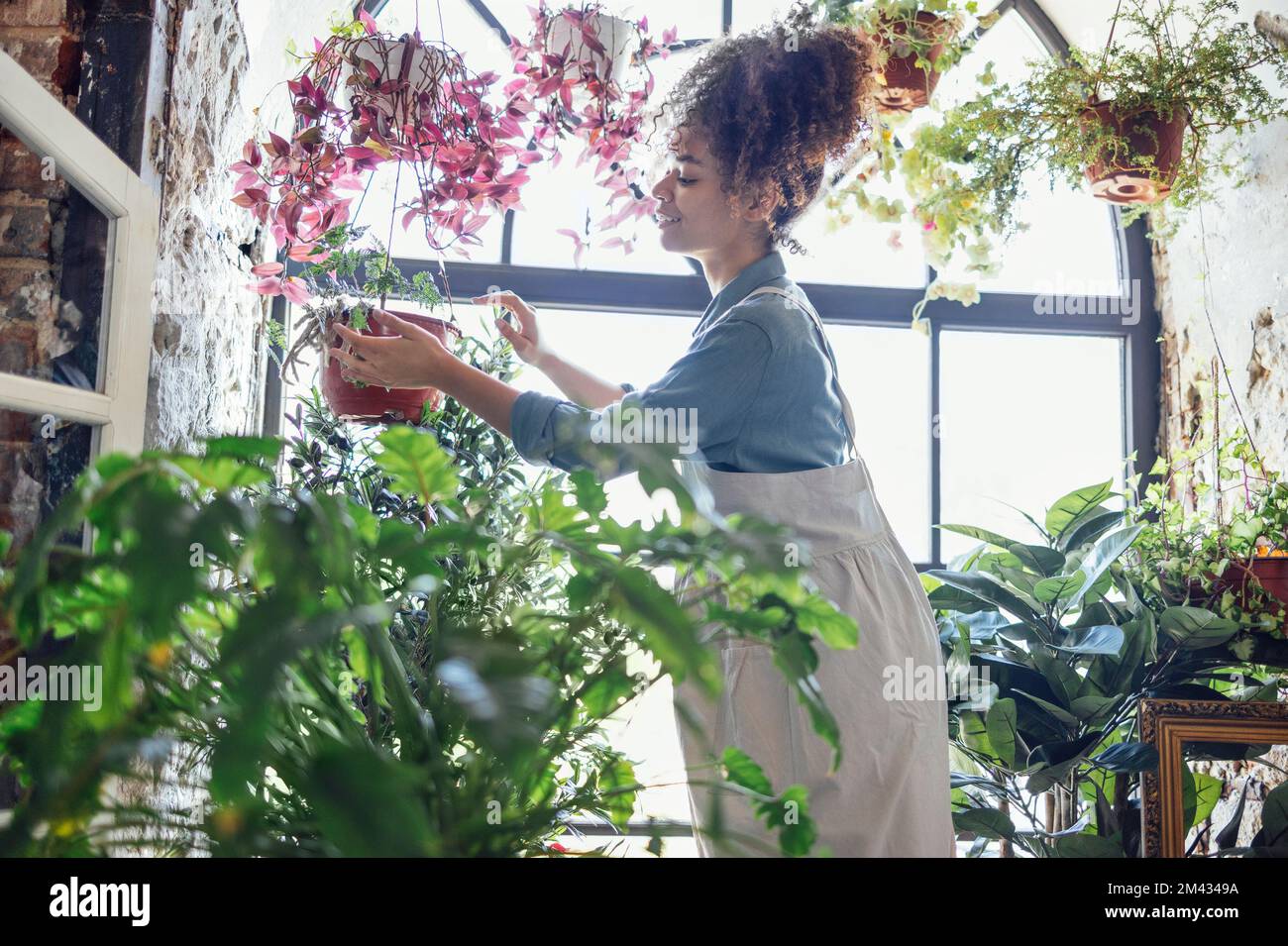 Happy plant lady. Young Afro American woman plant lover taking care of ...