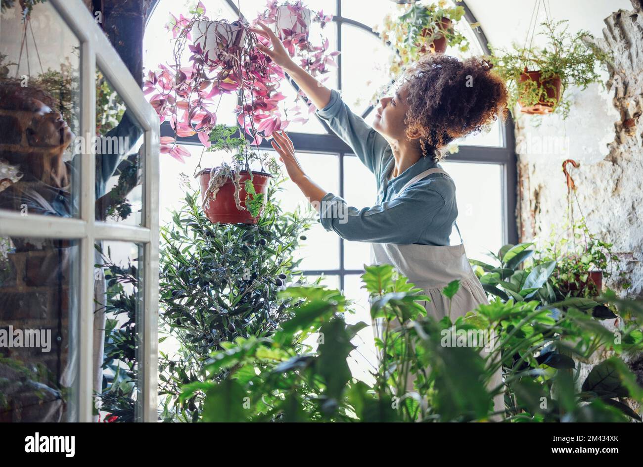 Happy plant lady. Young Afro American woman plant lover taking care of ...