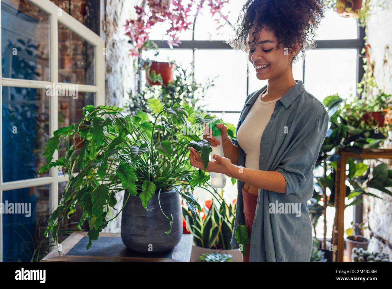 Happy plant lady. Young Afro American woman plant lover taking care of ...
