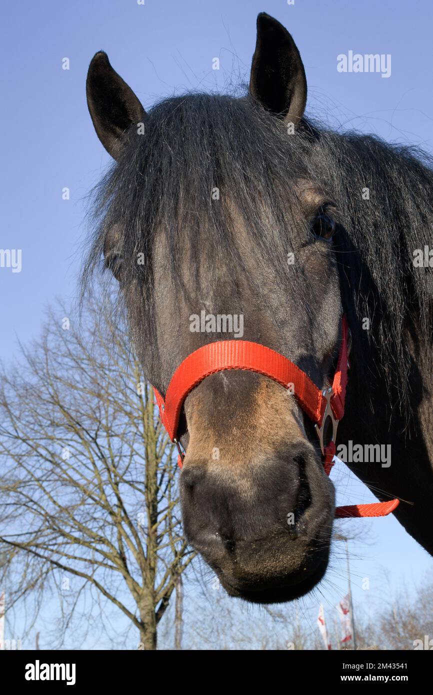 Muzzle horse bridle hi-res stock photography and images - Alamy