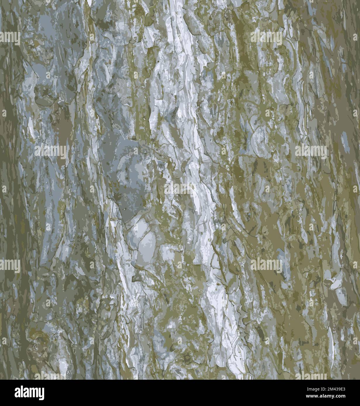 Realistic vector illustration of a pine bark close-up. Texture of Pinus ...