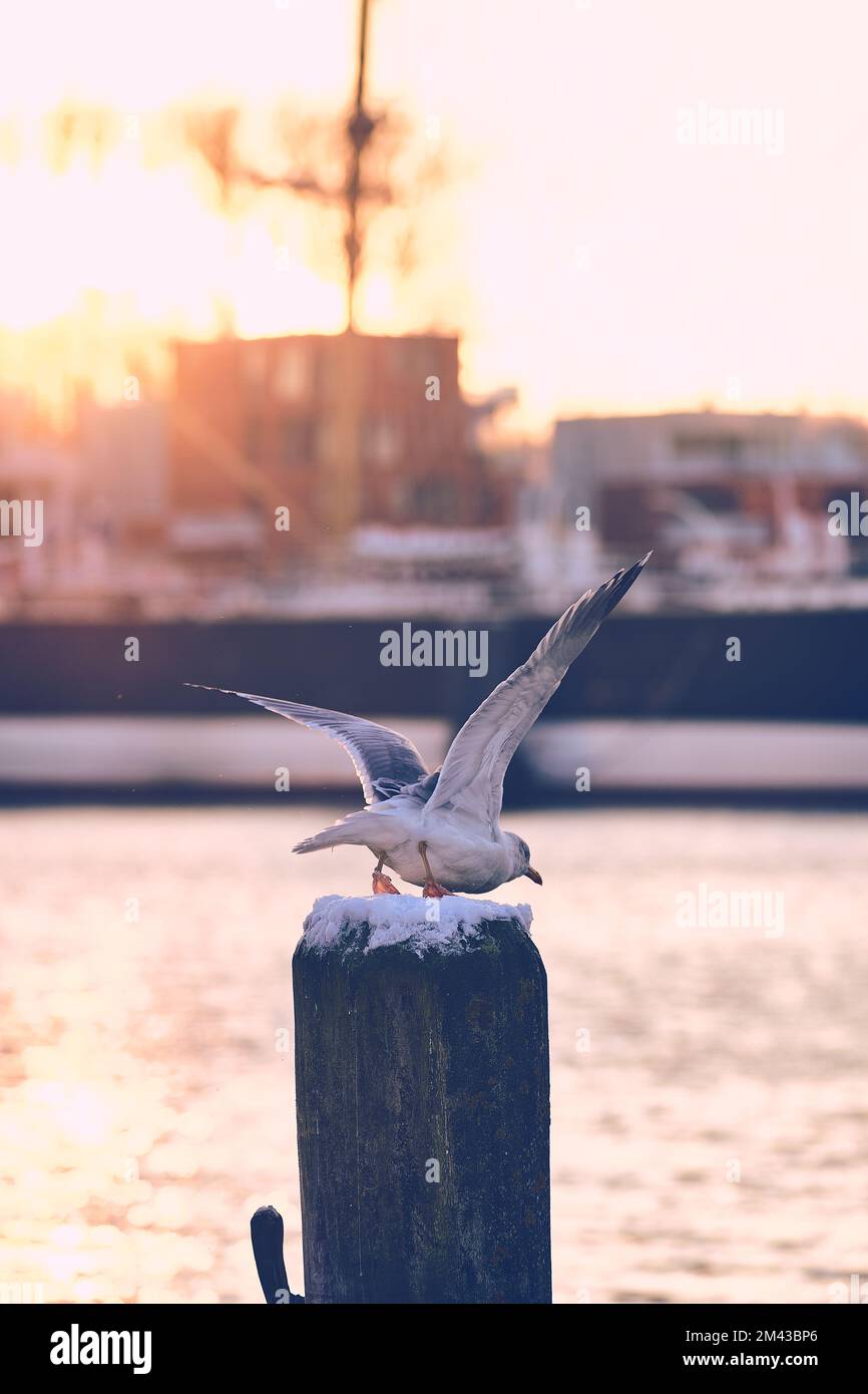 Flying seagull photo hi-res stock photography and images - Alamy