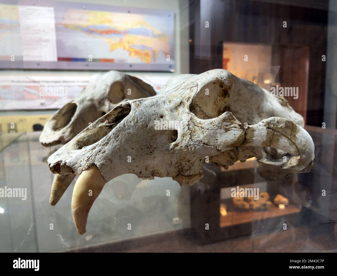 The skull of an ancient predatory animal in the museum on a glass shelf ...