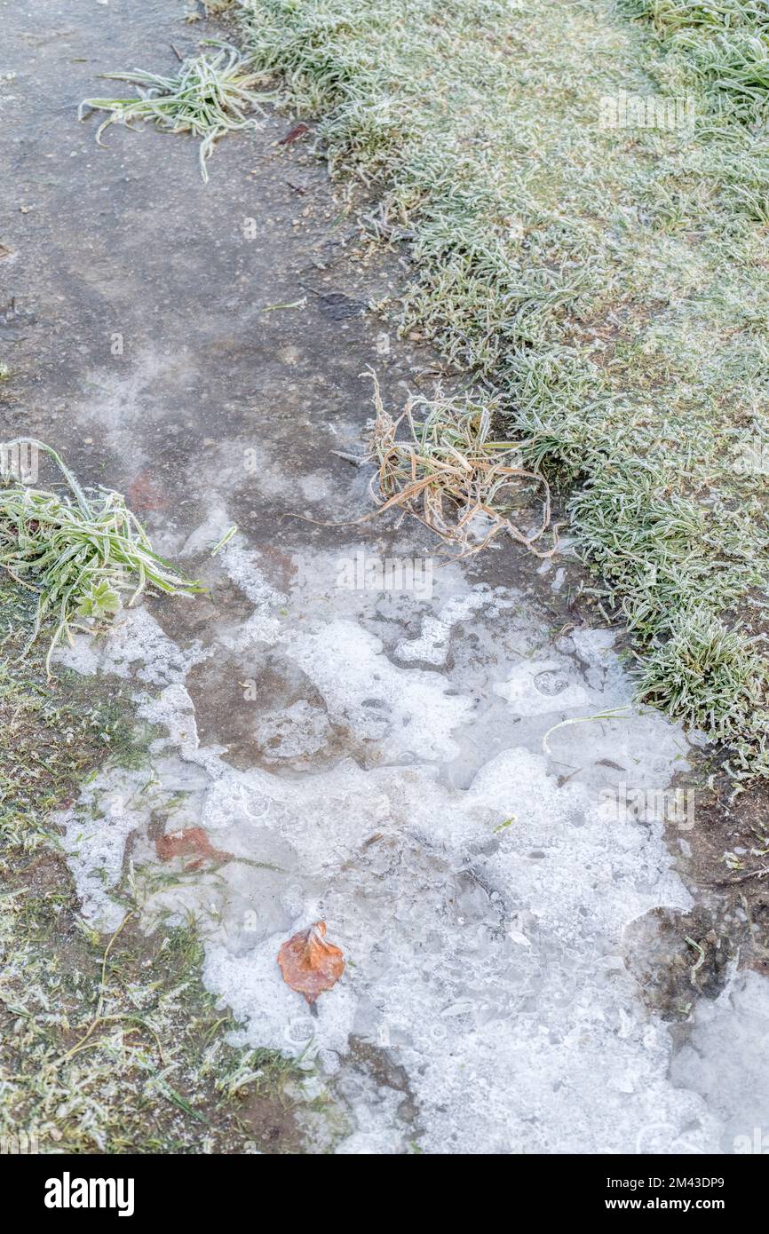 Slippery ice on rural farm track. A few short blades of frost damaged ...