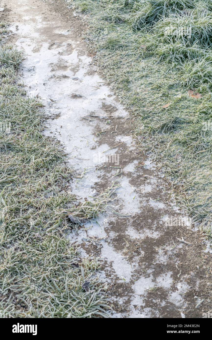 Slippery ice on rural farm track. A few short blades of frost damaged ...