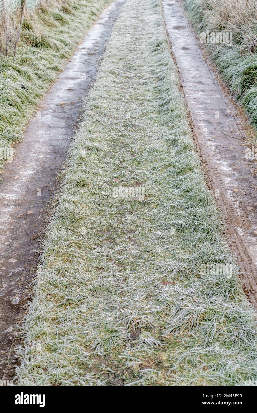 Slippery ice on rural farm track. A few blades of frost damaged grass ...