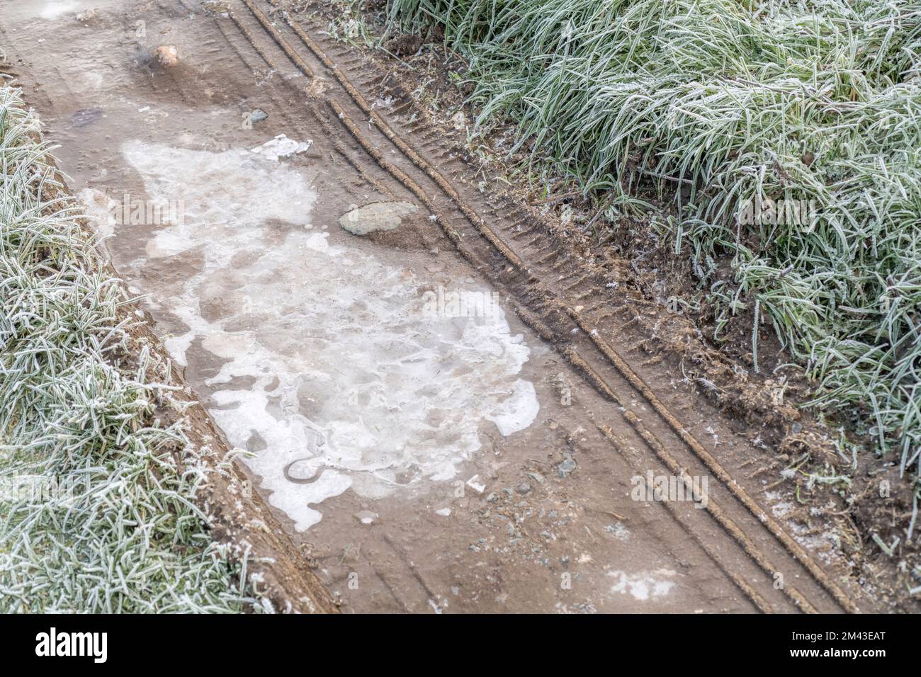 Slippery ice on rural farm track. A few short blades of frost damaged ...