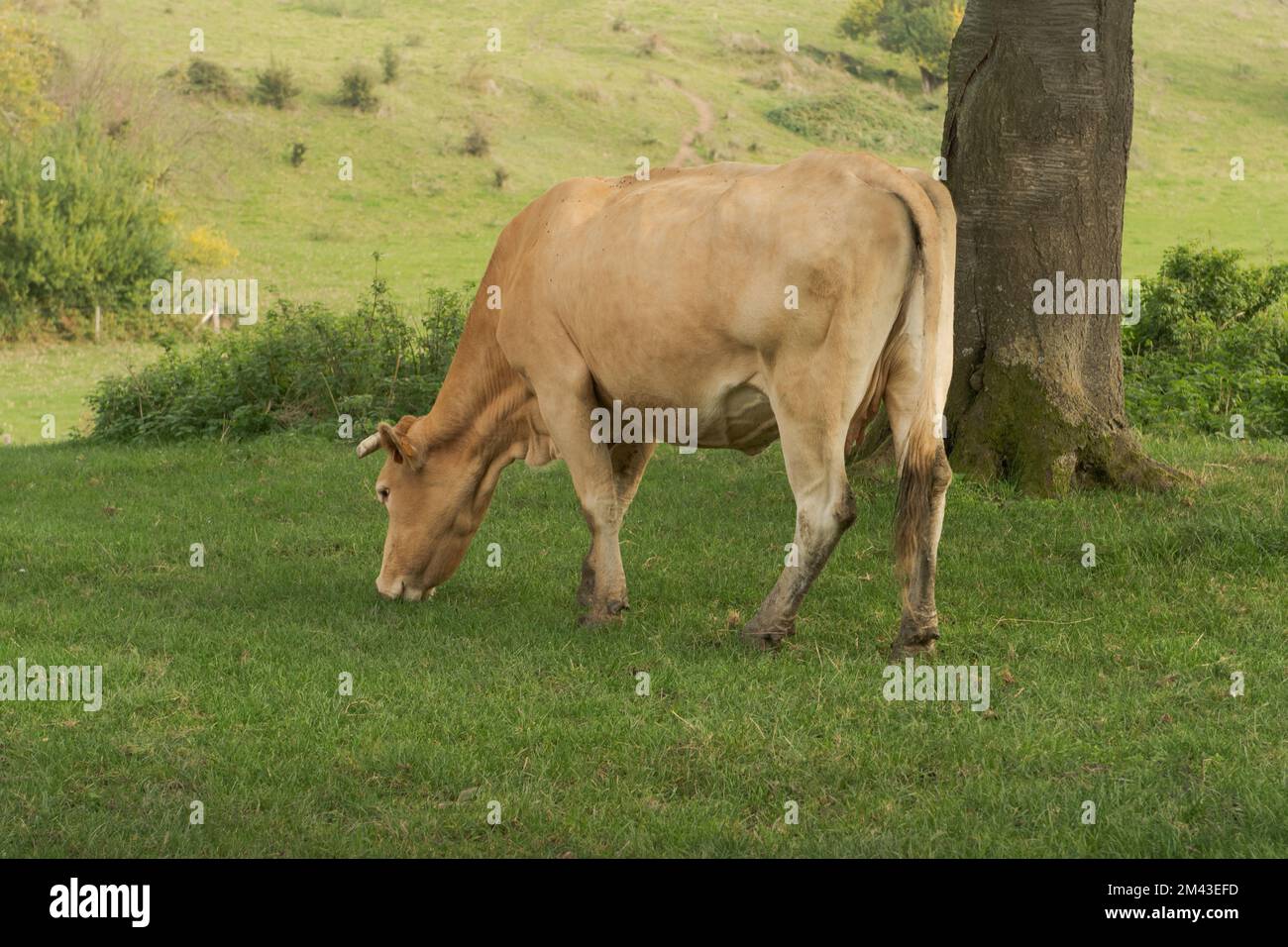Dairy cow green field hi-res stock photography and images - Alamy