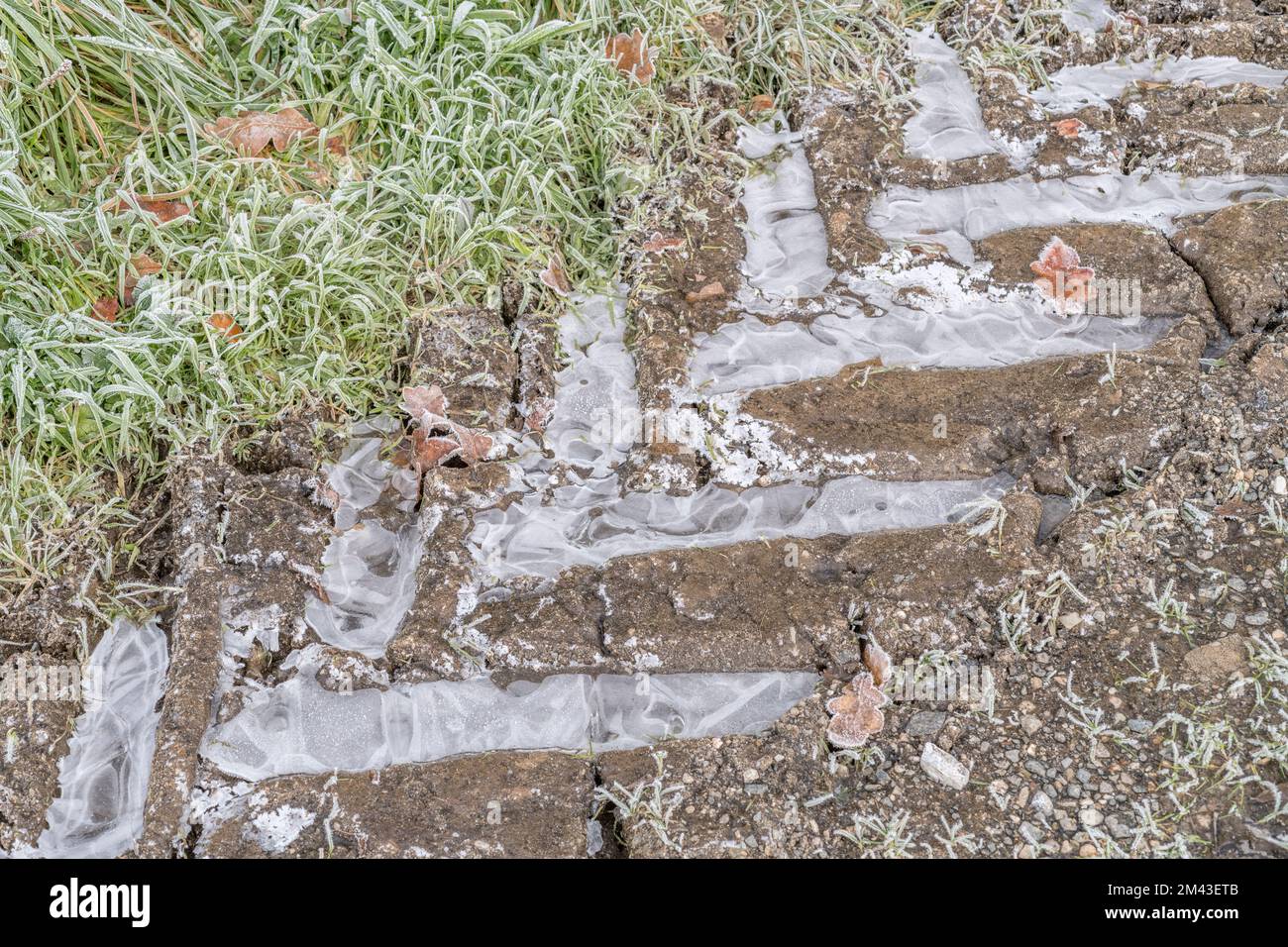 Frozen water on large tractor tracks of farm. For cold weather, life on ...