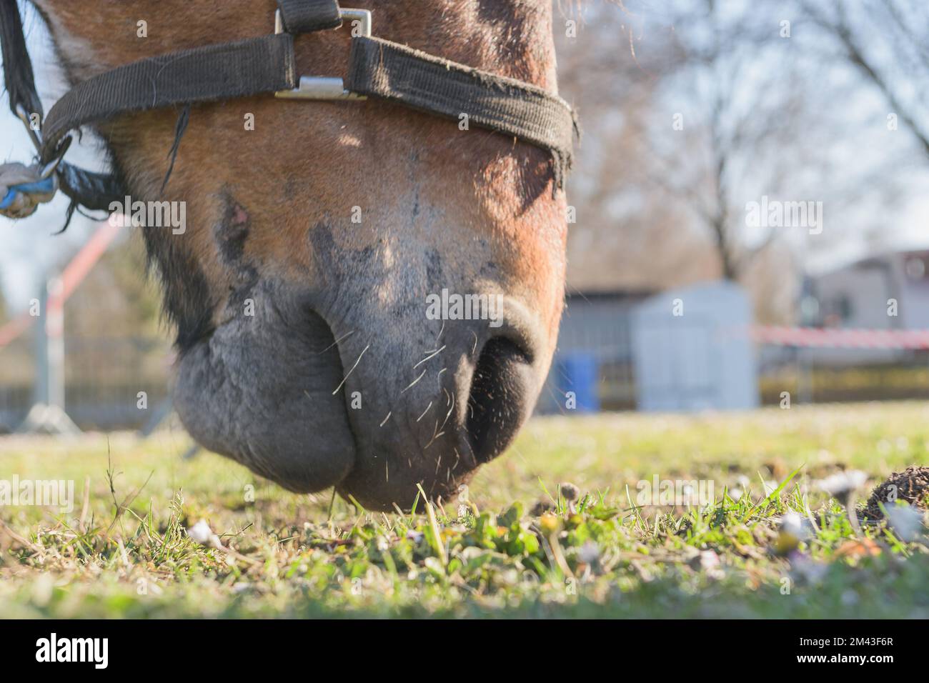 Horse muzzle close-up. The horse eats grass. Nostrils. Bridle Stock ...