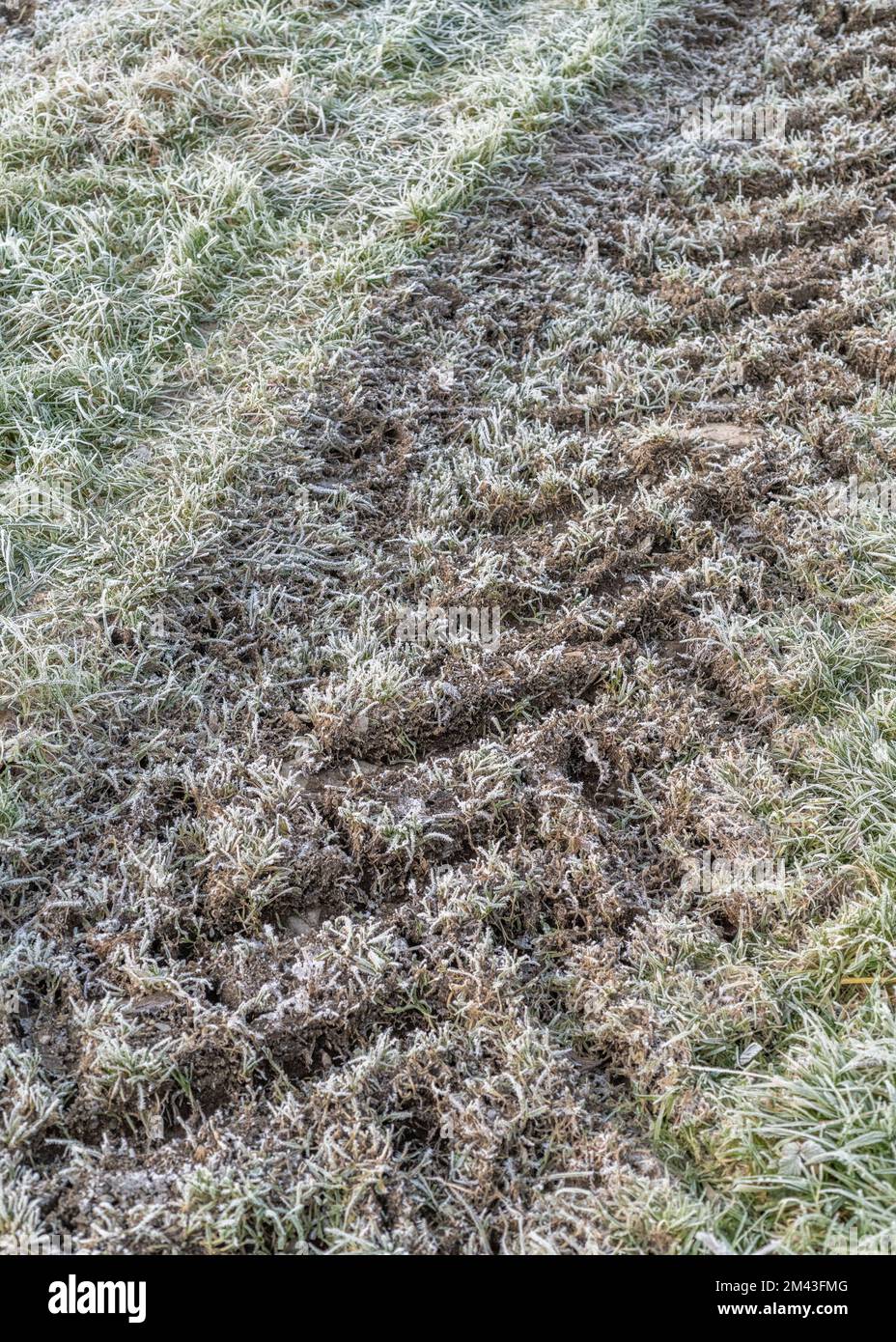 Frozen water on large tractor tracks of farm. For cold weather, life on ...