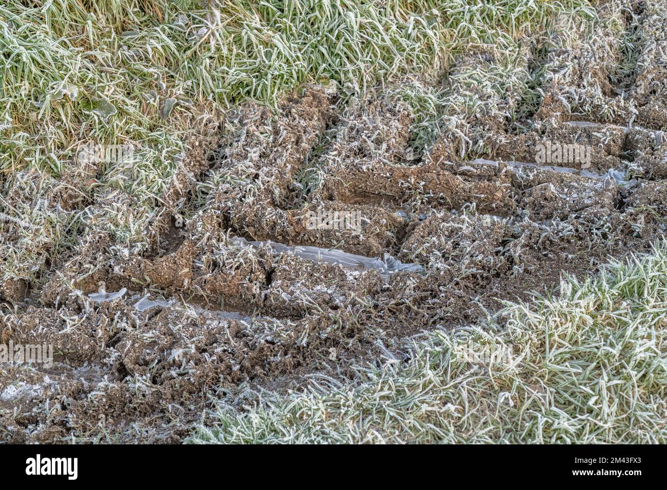 Frozen water on large tractor tracks of farm. For cold weather, life on ...