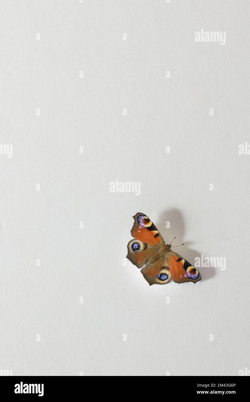 Butterfly rustic hi-res stock photography and images - Alamy