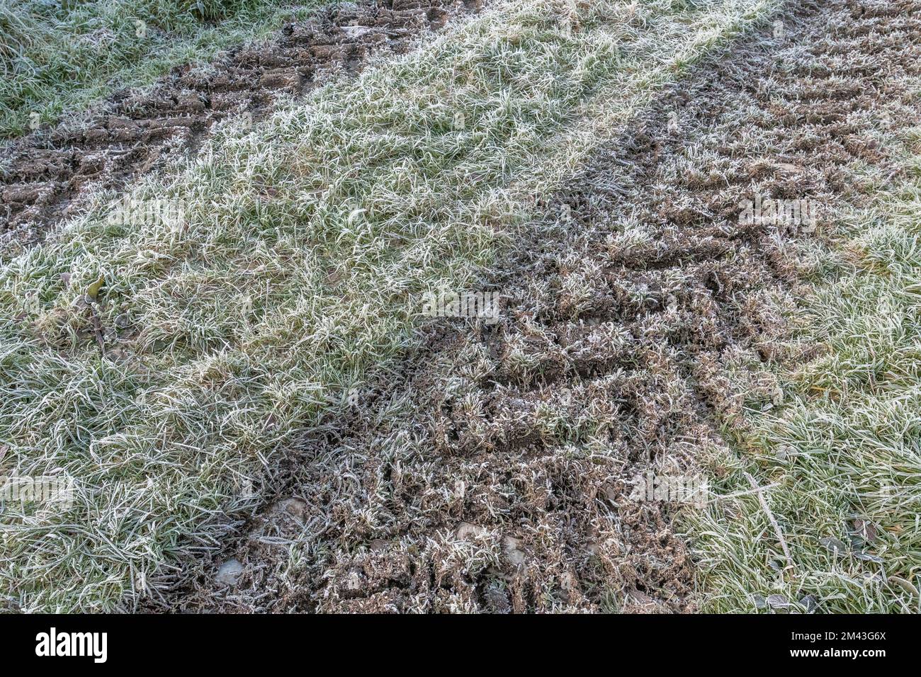 Frozen water on large tractor tracks of farm. For cold weather, life on ...