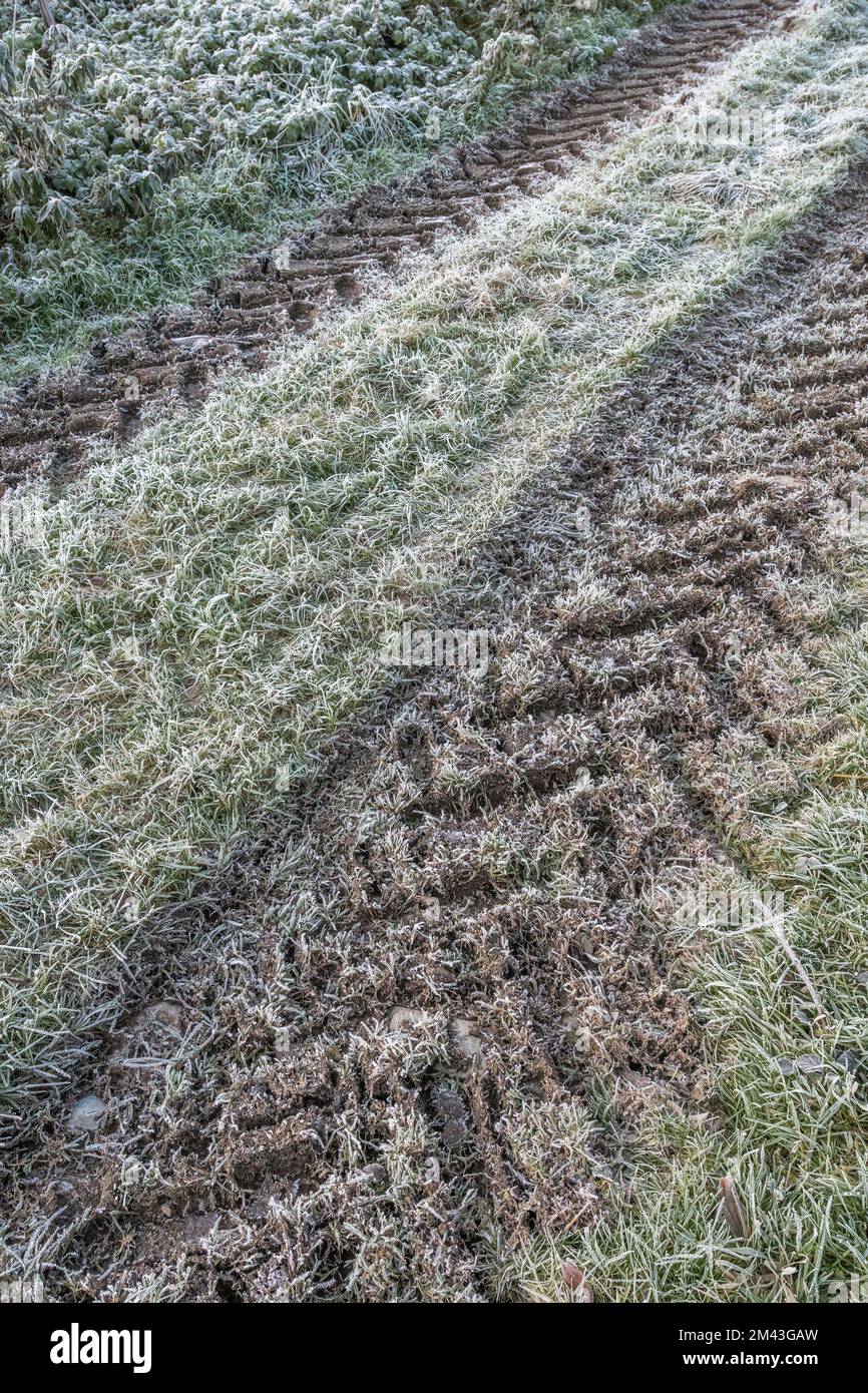 Frozen water on large tractor tracks of farm. For cold weather, life on ...
