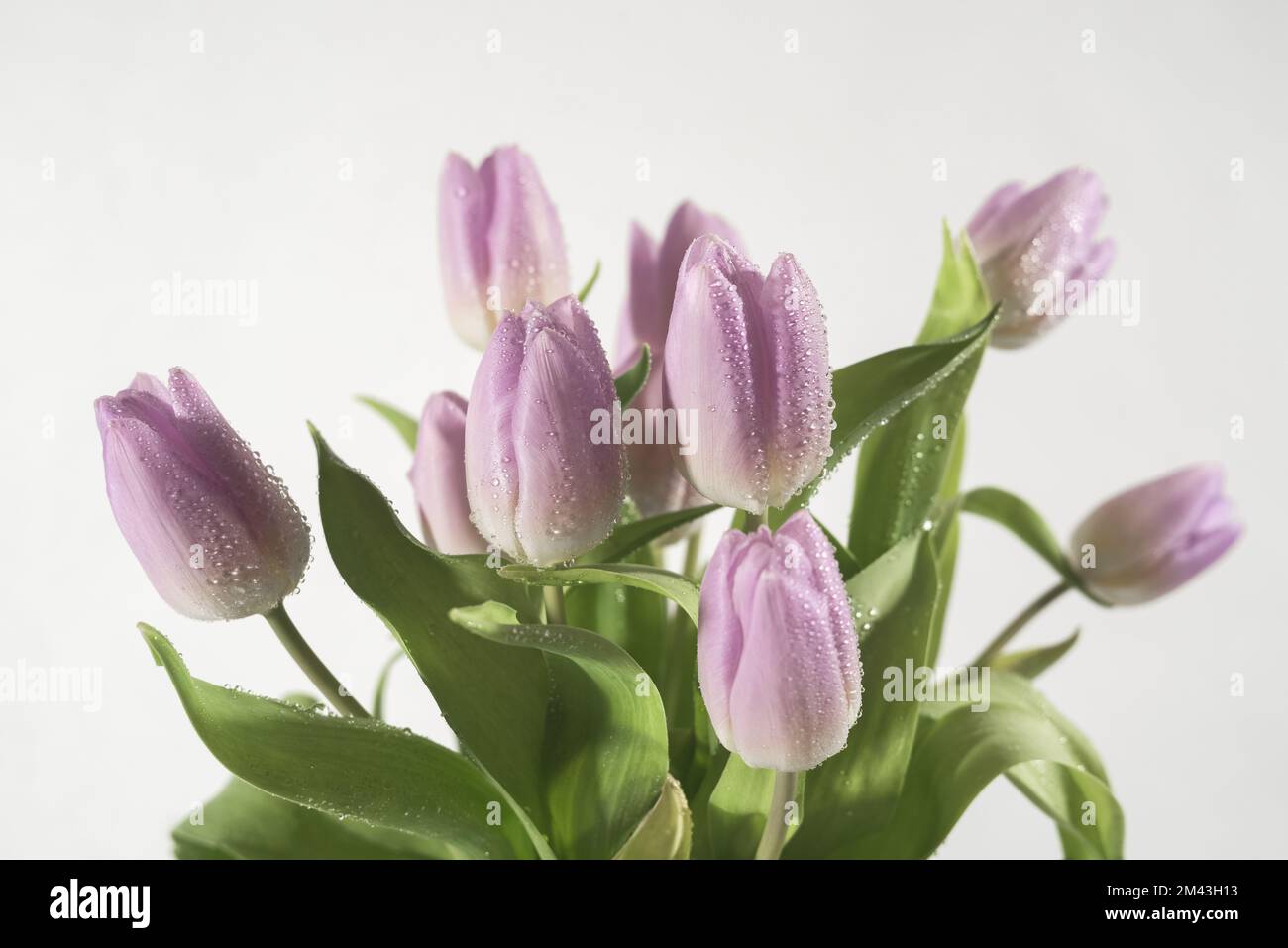 Fresh spring crocus flower plant pink isolated bouquet hi-res stock ...