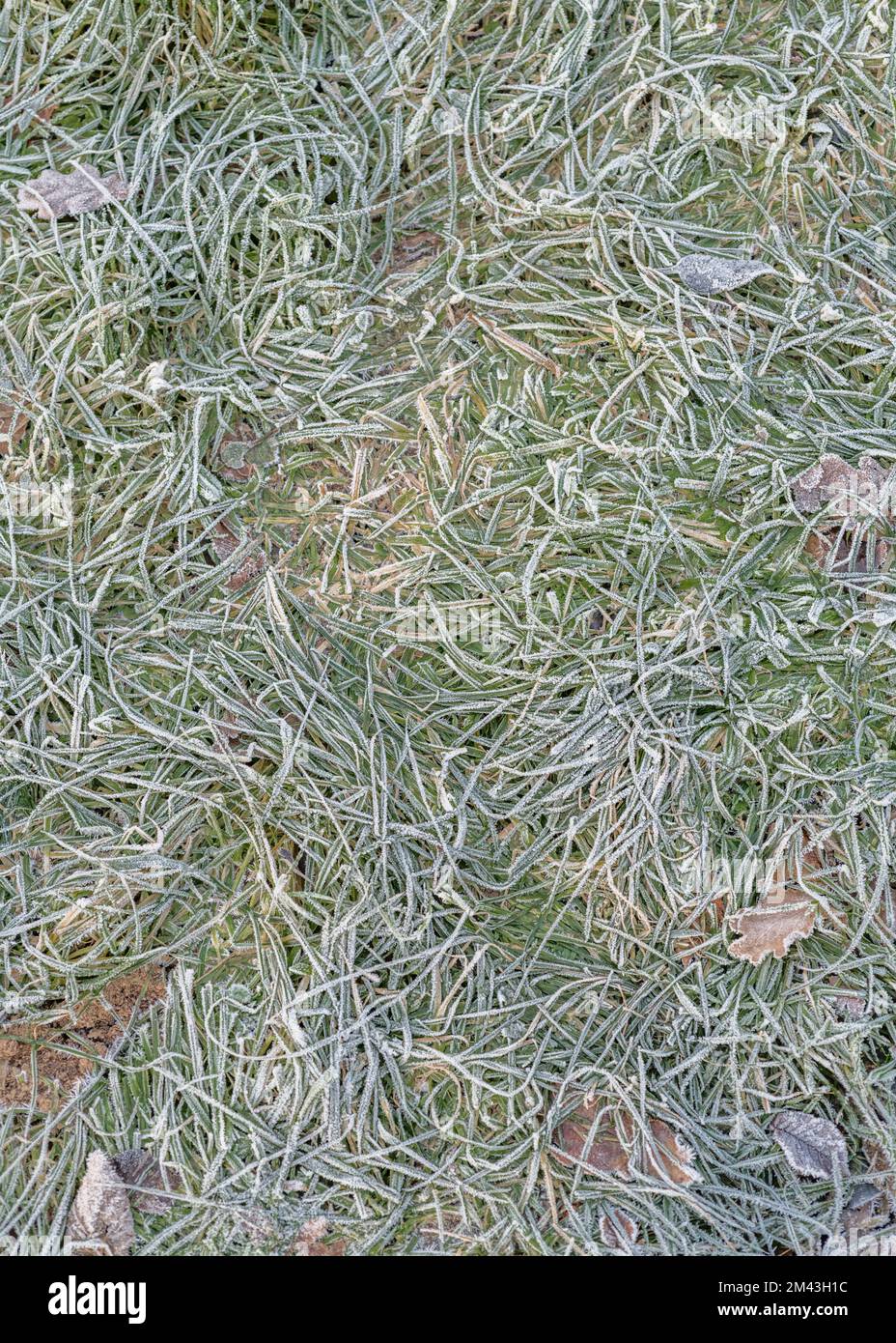 Effects of ground frost on plants hi-res stock photography and images ...
