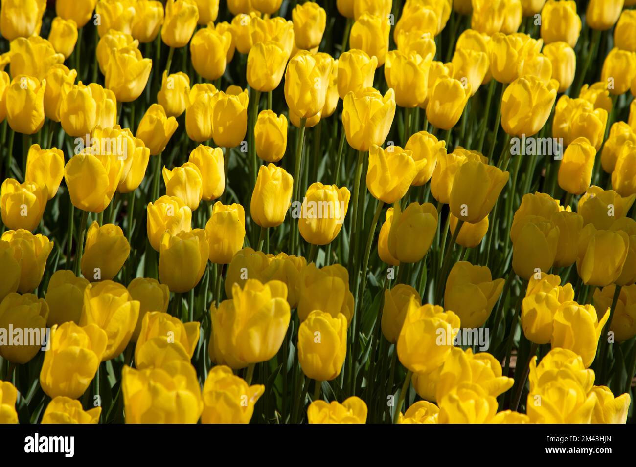 Flower patel hi-res stock photography and images - Alamy