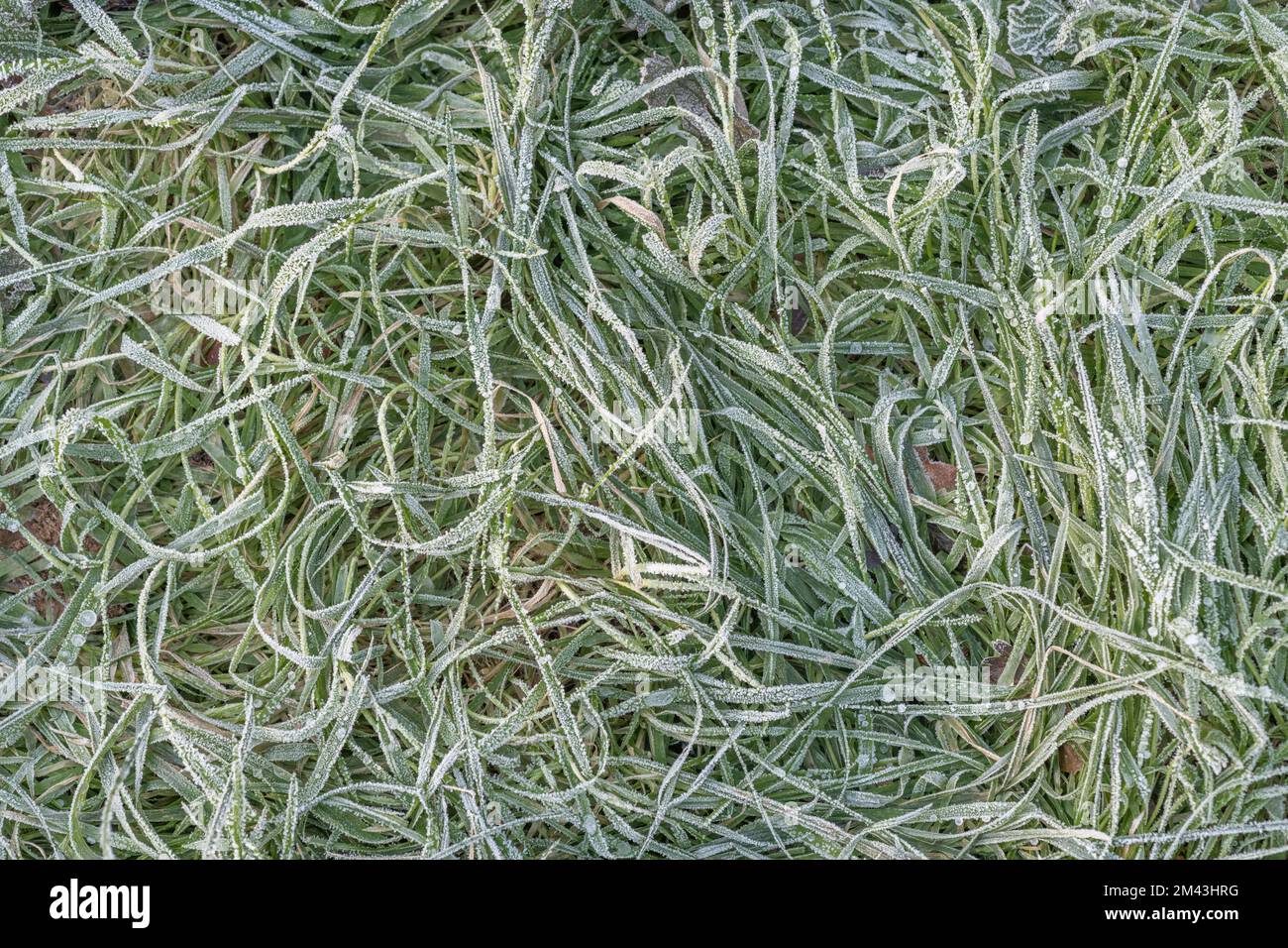 Tangle of collapsed & wilted grass leaves frozen by sharp winter frost ...