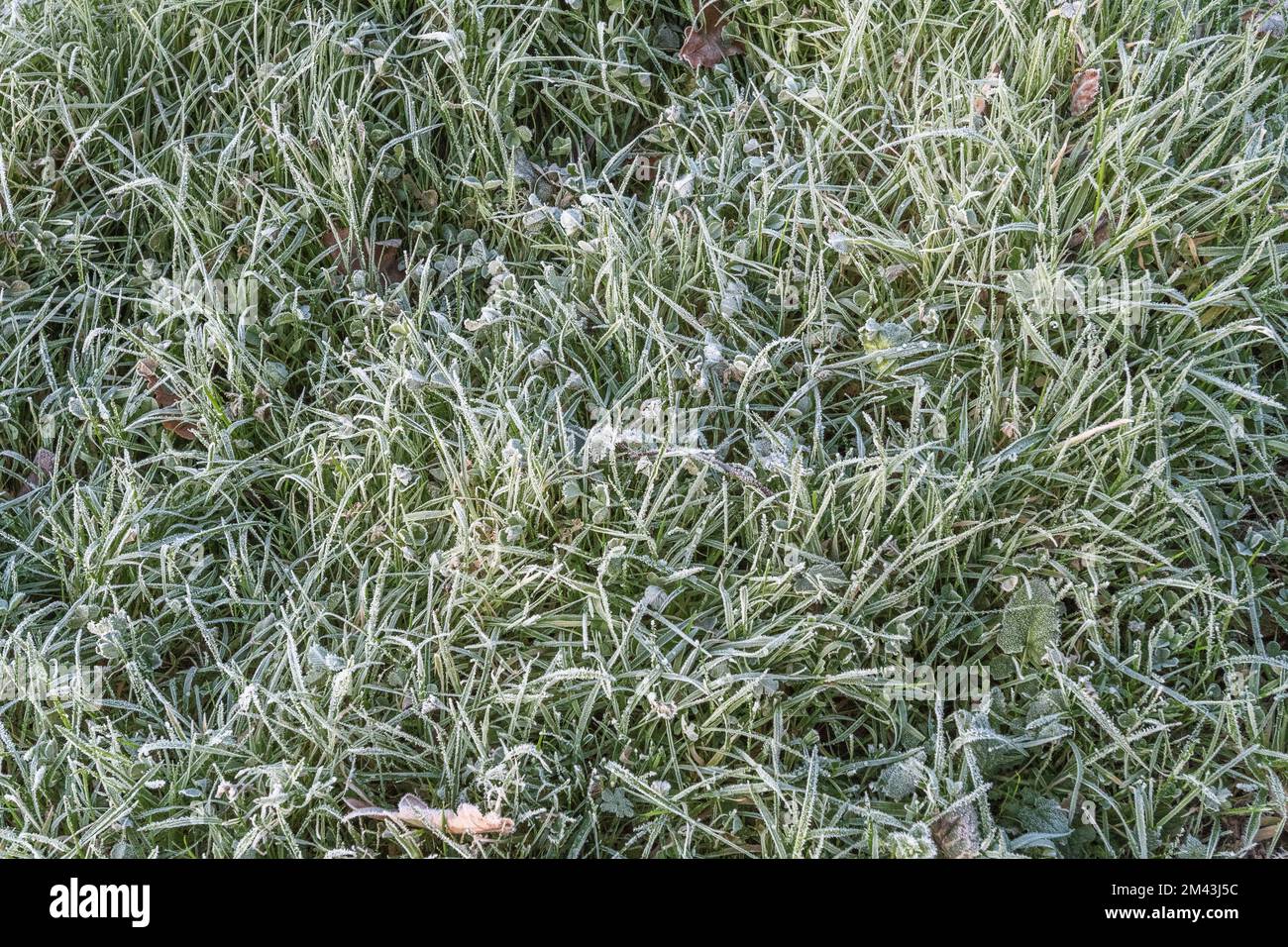 Tangle of collapsed & wilted grass leaves frozen by sharp winter frost ...