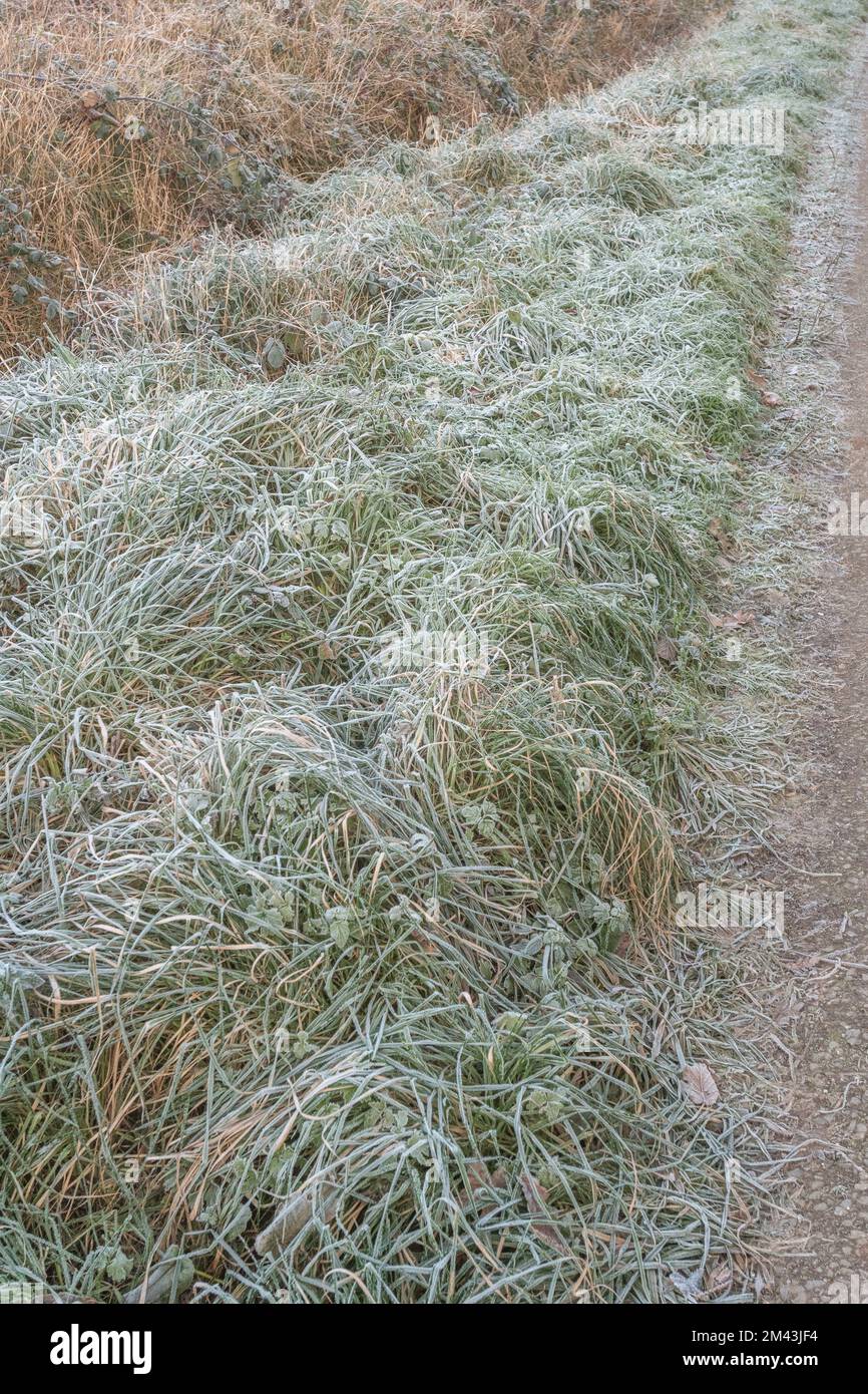 Frosted grass verge hi-res stock photography and images - Alamy