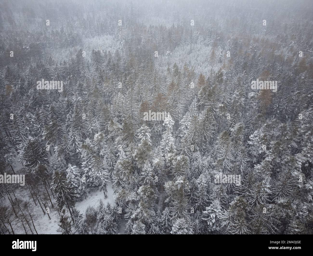 Aerial top down view of the forest. Coniferous trees covered with snow ...