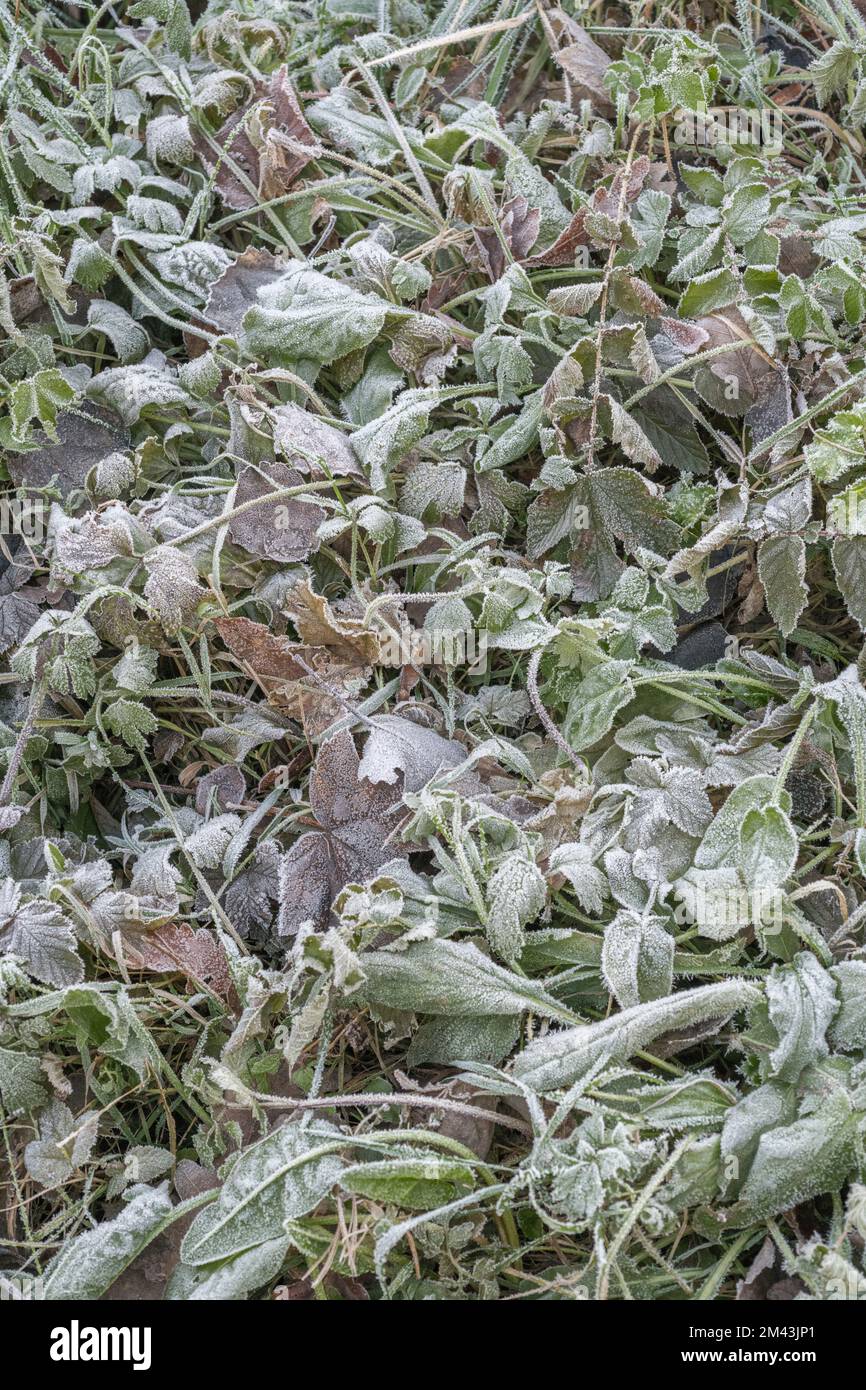 Close shot of frost stressed plants in early morning light. The frozen ...
