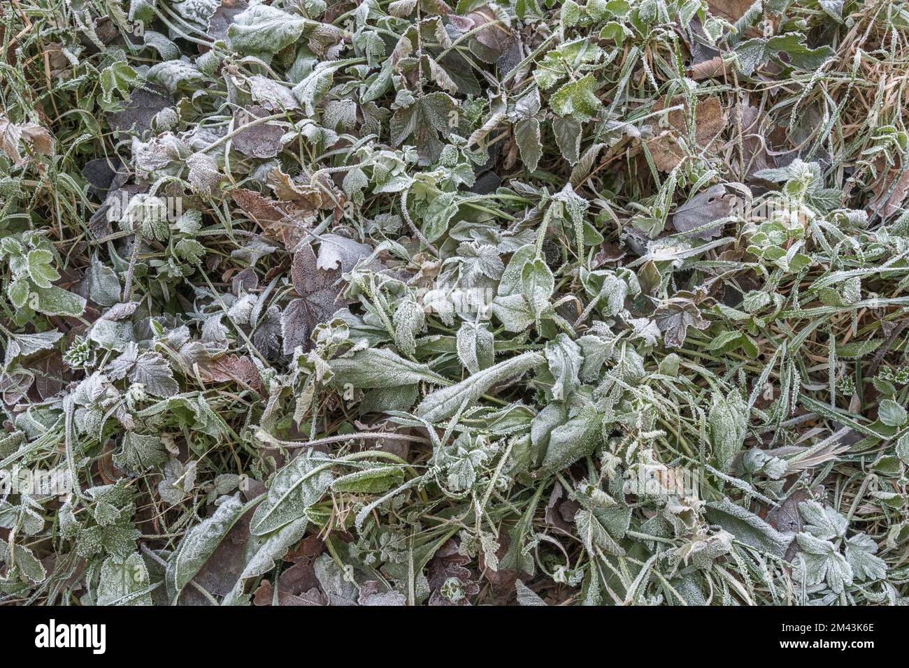 Close shot of frost stressed plants in early morning light. The frozen ...