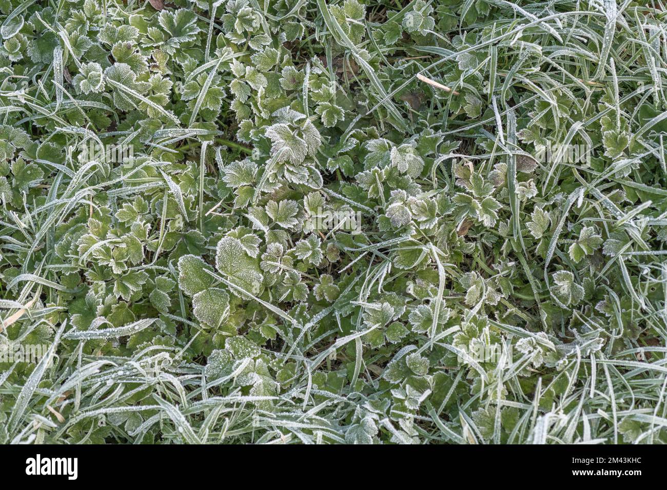 Cell expansion hi-res stock photography and images - Alamy