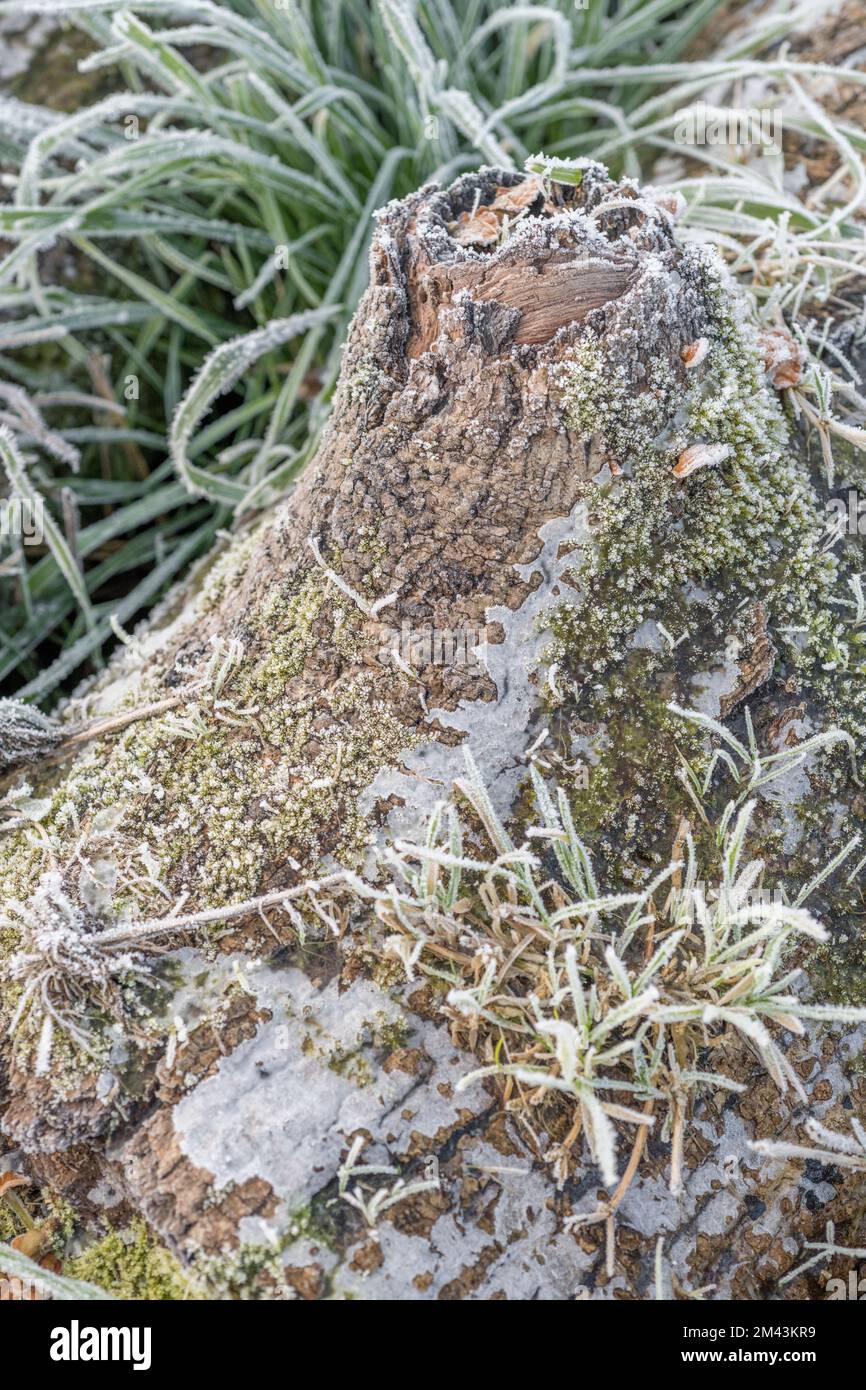 Frozen frost-covered grass and decaying logs with early shoots of ...